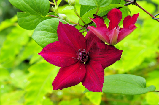Clematis ‘Perida’