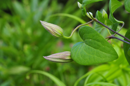 Clematis ‘Perida’