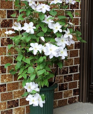 Clematis Gallery 199 - International Clematis Society
