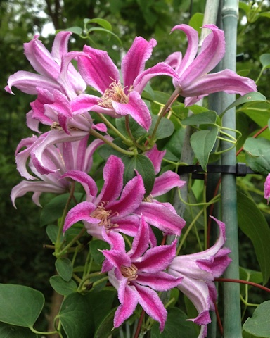 Clematis Gallery 225 - International Clematis Society