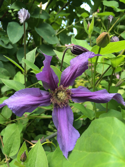 Clematis Gallery 244 - International Clematis Society